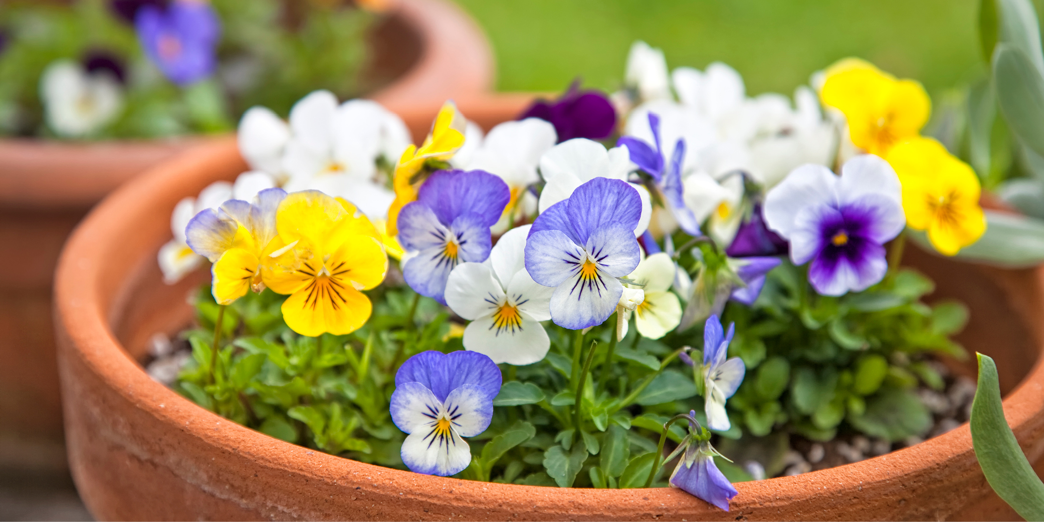 Home | Western Garden Nursery